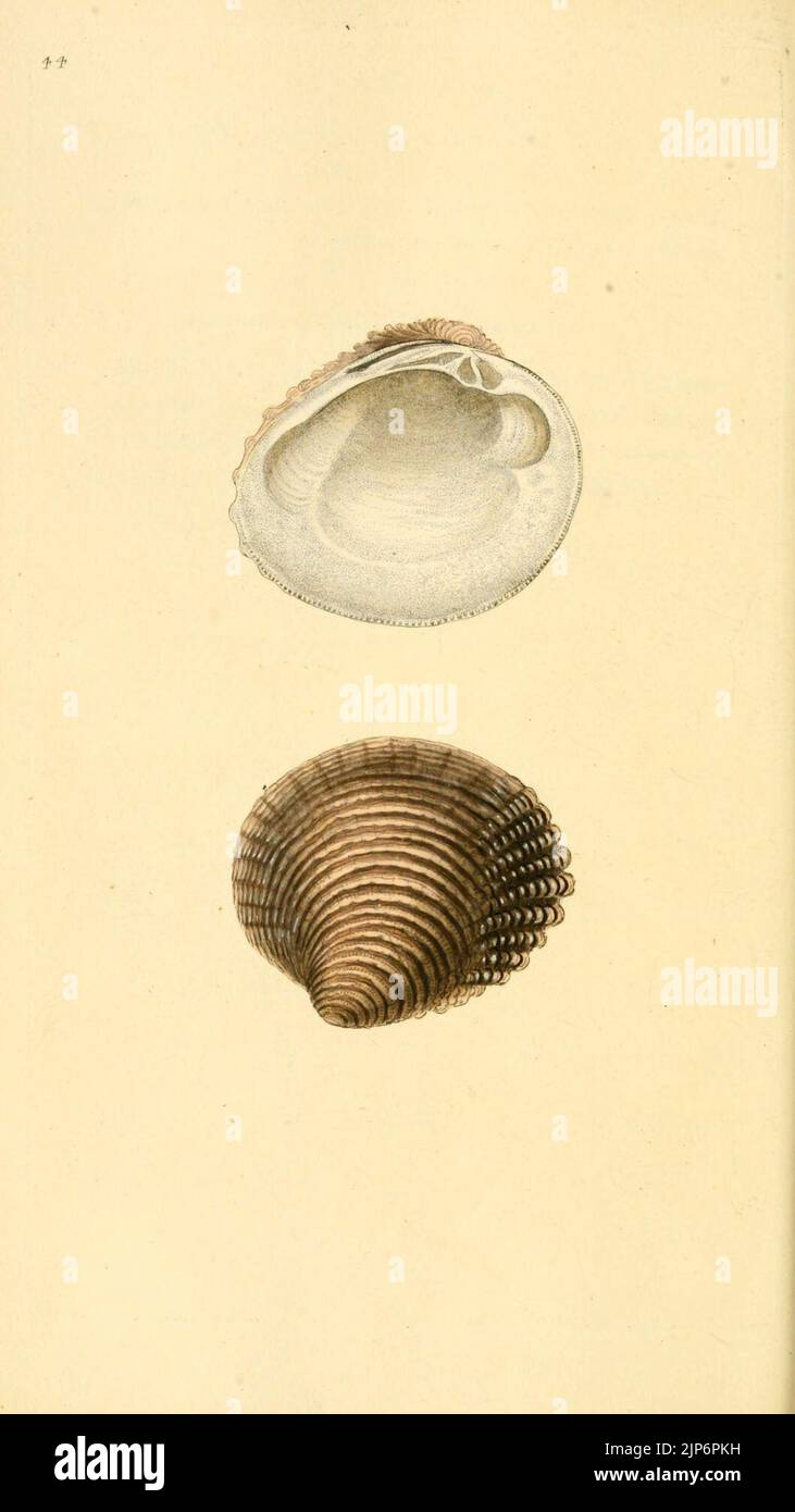 The natural history of British shells (Plate 44) (6127184060 Stock ...