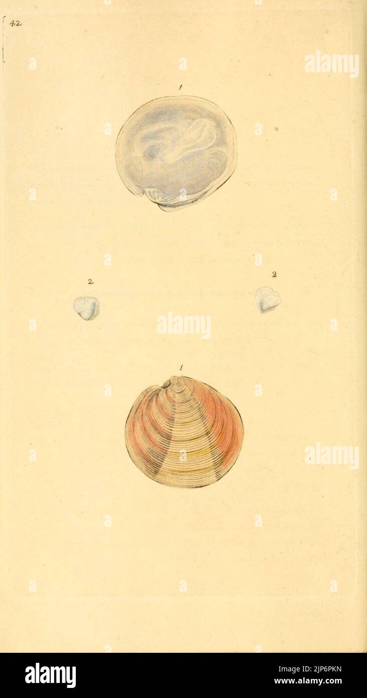 The natural history of British shells (Plate 42) (6126636795 Stock ...