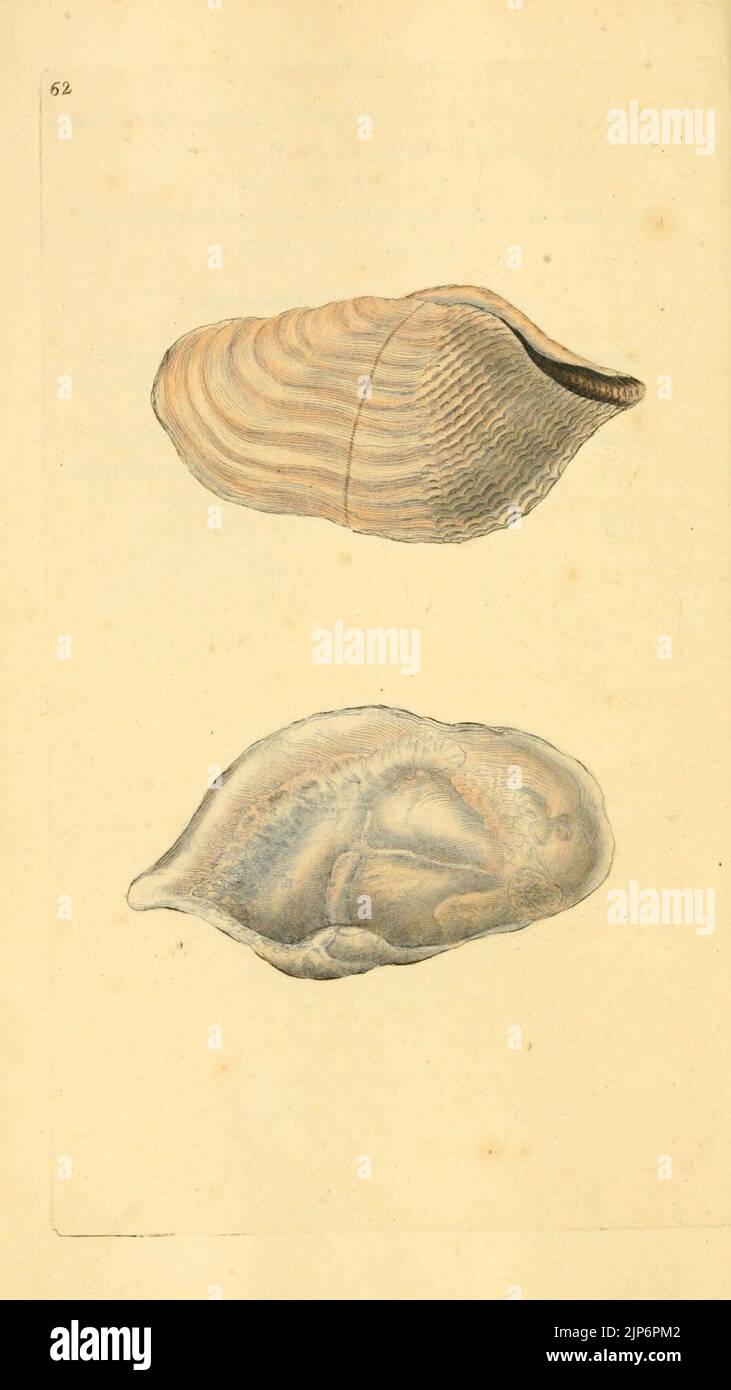The natural history of British shells (Plate 62) (6126641979 Stock ...