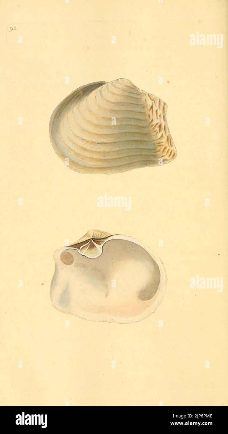 The natural history of British shells (Plate 92) (6127196234 Stock ...