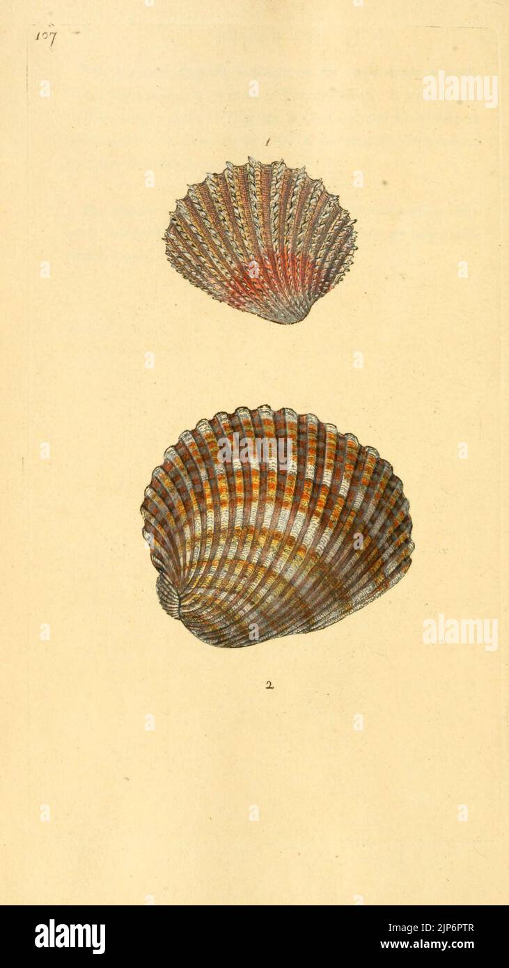 The natural history of British shells (Plate 107) (6126653347 Stock ...