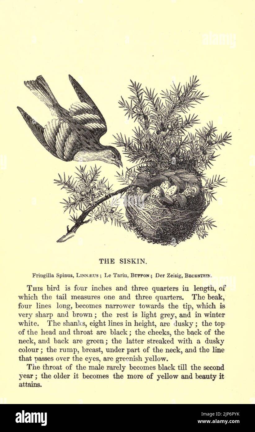 The natural history of cage birds (Page 151 Stock Photo - Alamy