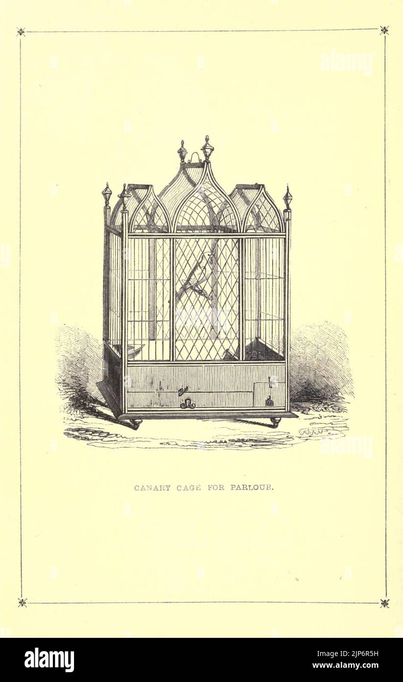 The natural history of cage birds Stock Photo - Alamy