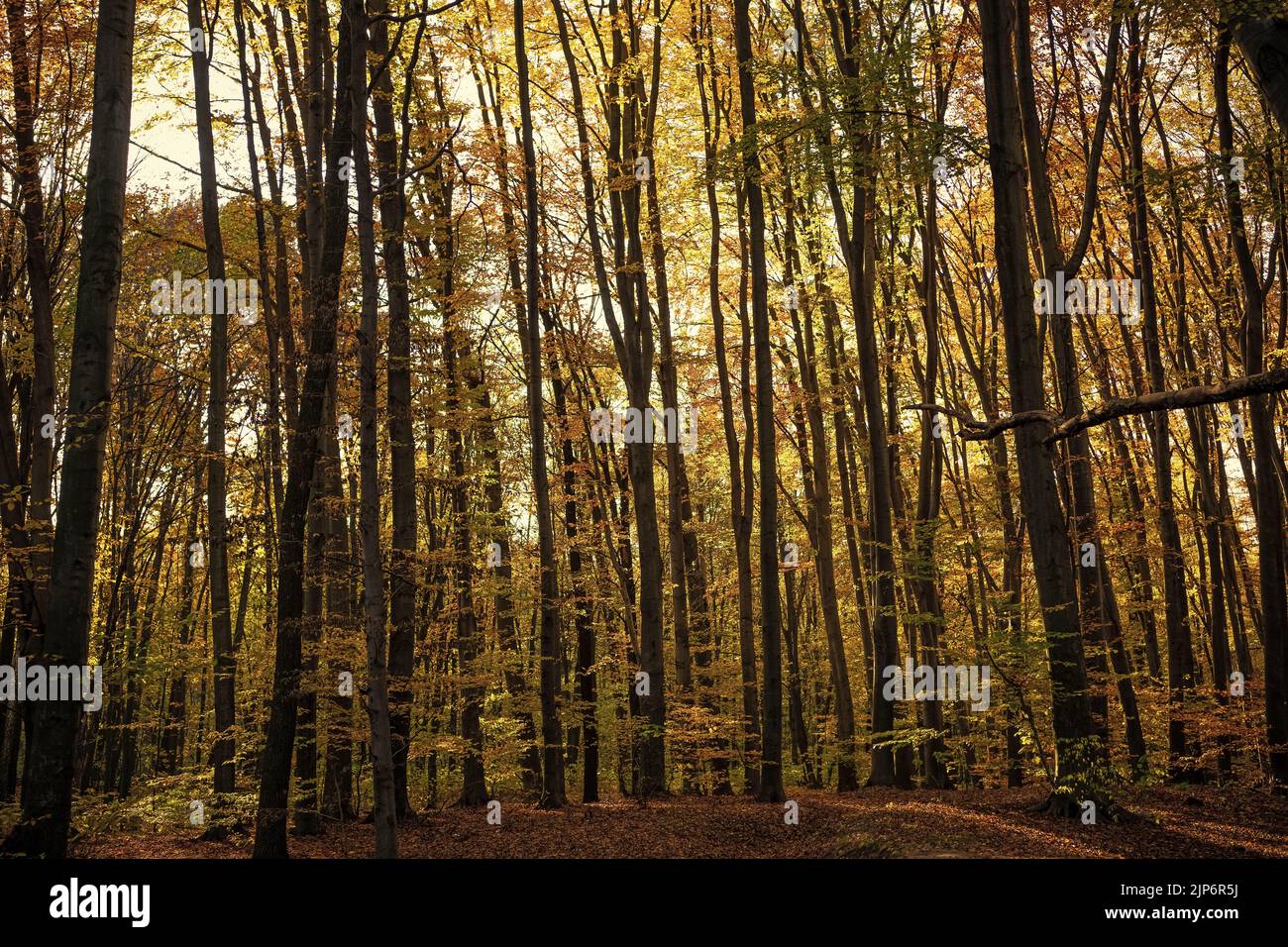 fall season weather. deep sunny forest with leaves. autumn nature Stock ...