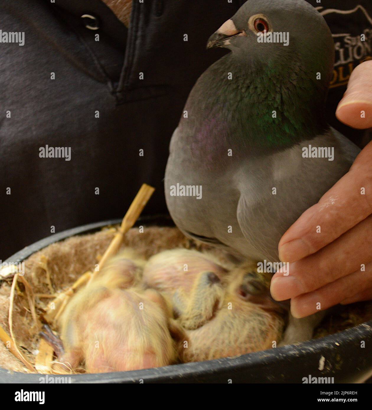 Wiesbaden, Germany. 20th June, 2022. Carrier pigeon breeder and several ...