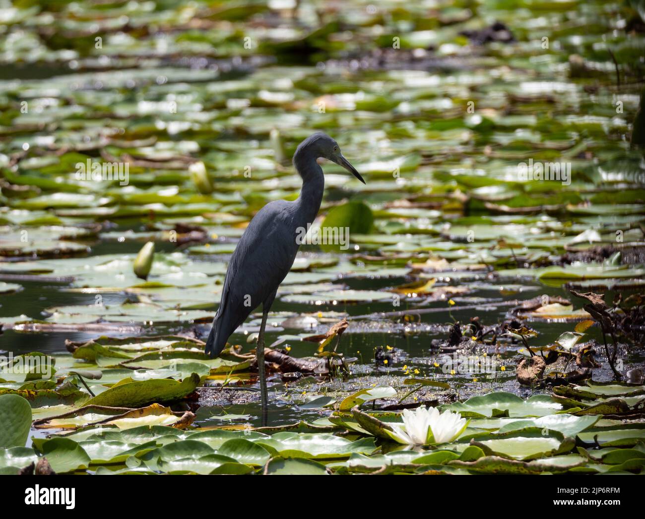Little Blue Heron or Egretta caerulea standing in a pond in Sheldon ...