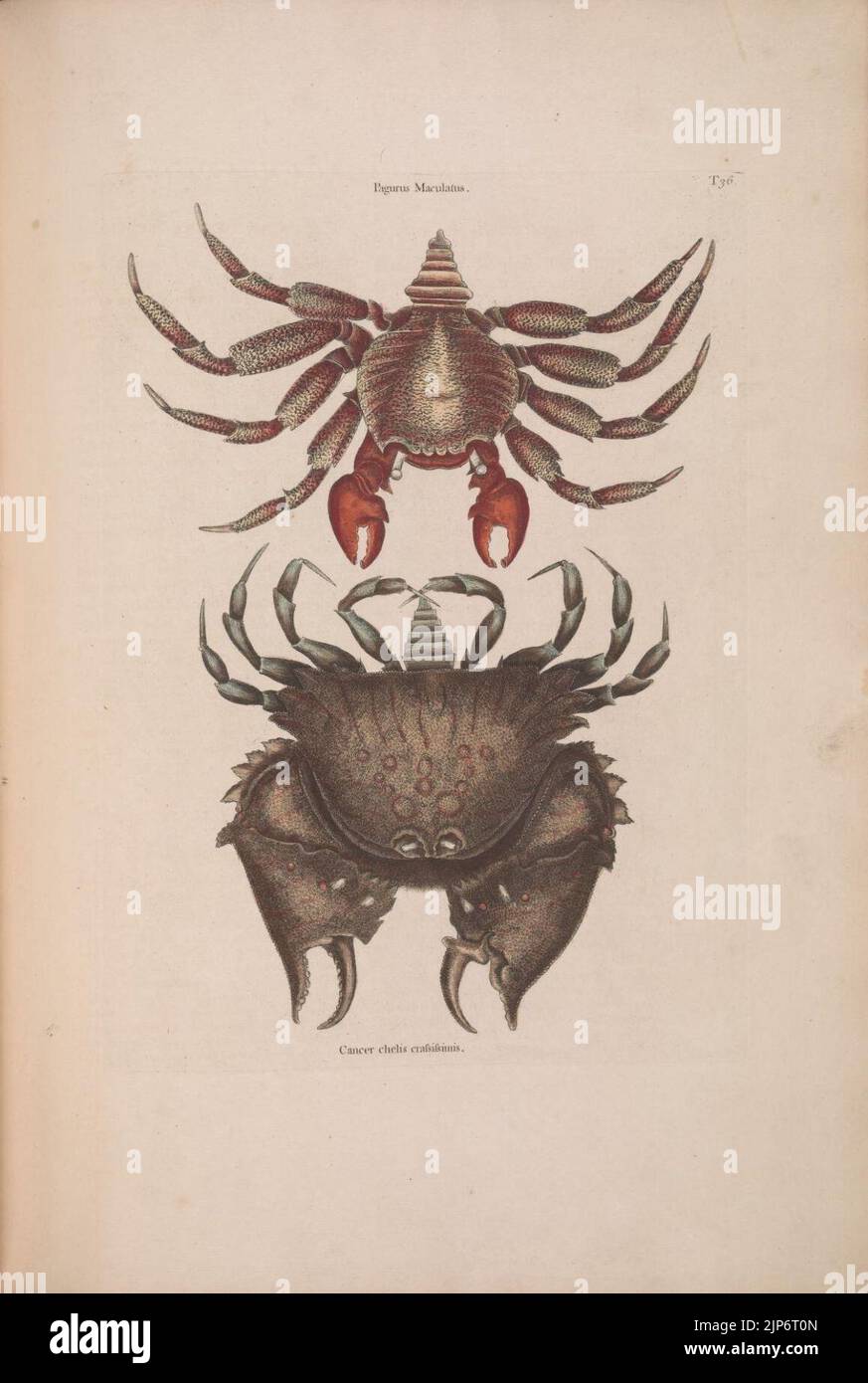 The natural history of Carolina, Florida, and the Bahama Islands (Pl. 36) (6829773424 Stock ...