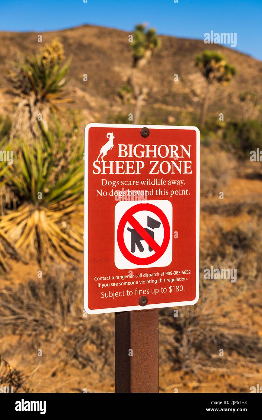 Bighorn sheep zone sign, Joshua Tree National Park, California USA ...