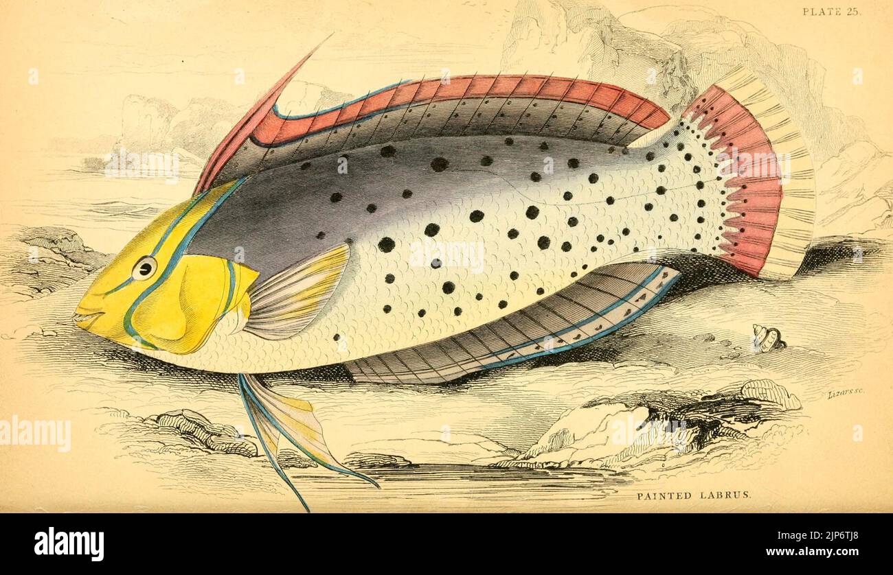 The natural history of fishes, particularly their structure and ...