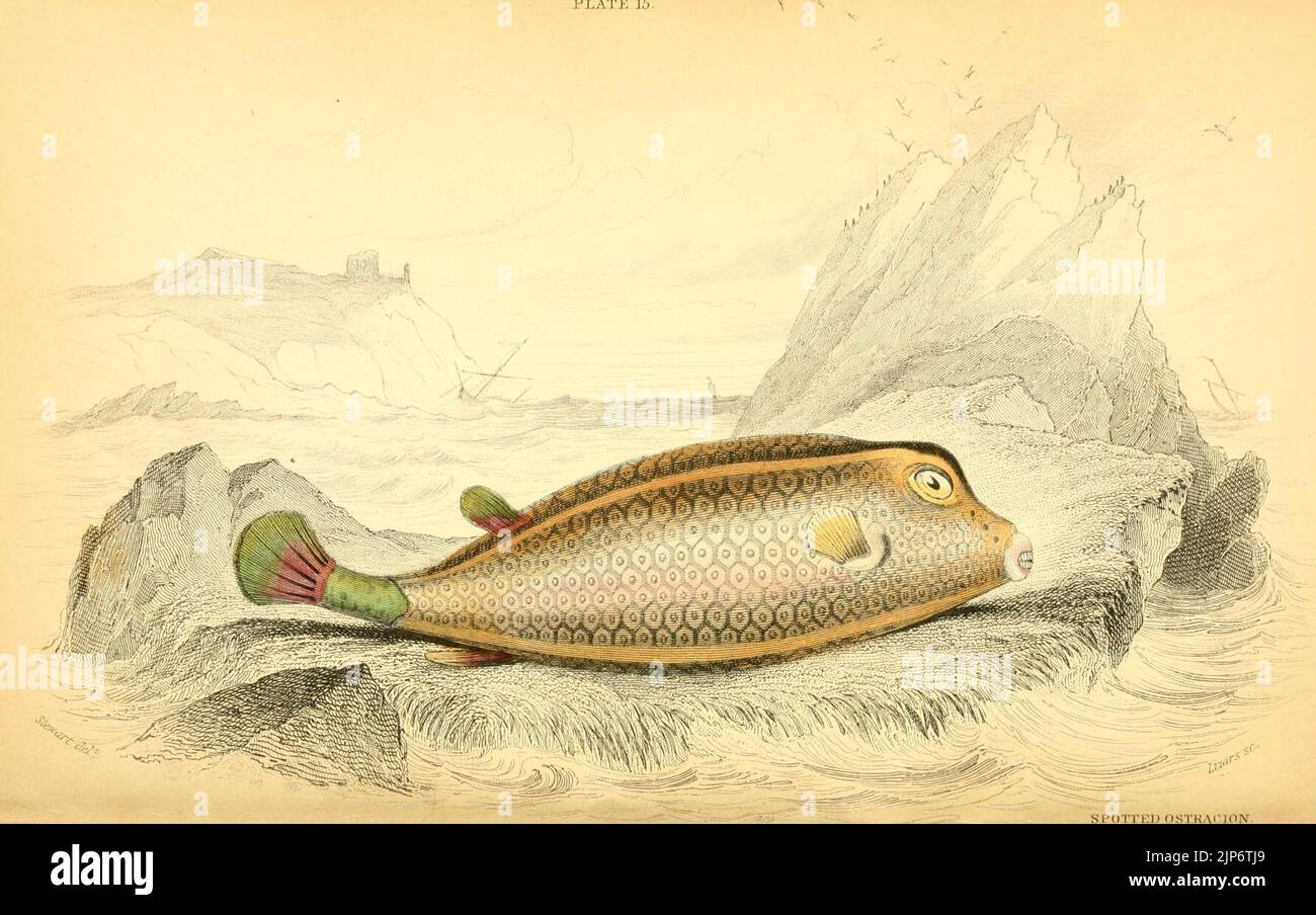 The natural history of fishes, particularly their structure and ...