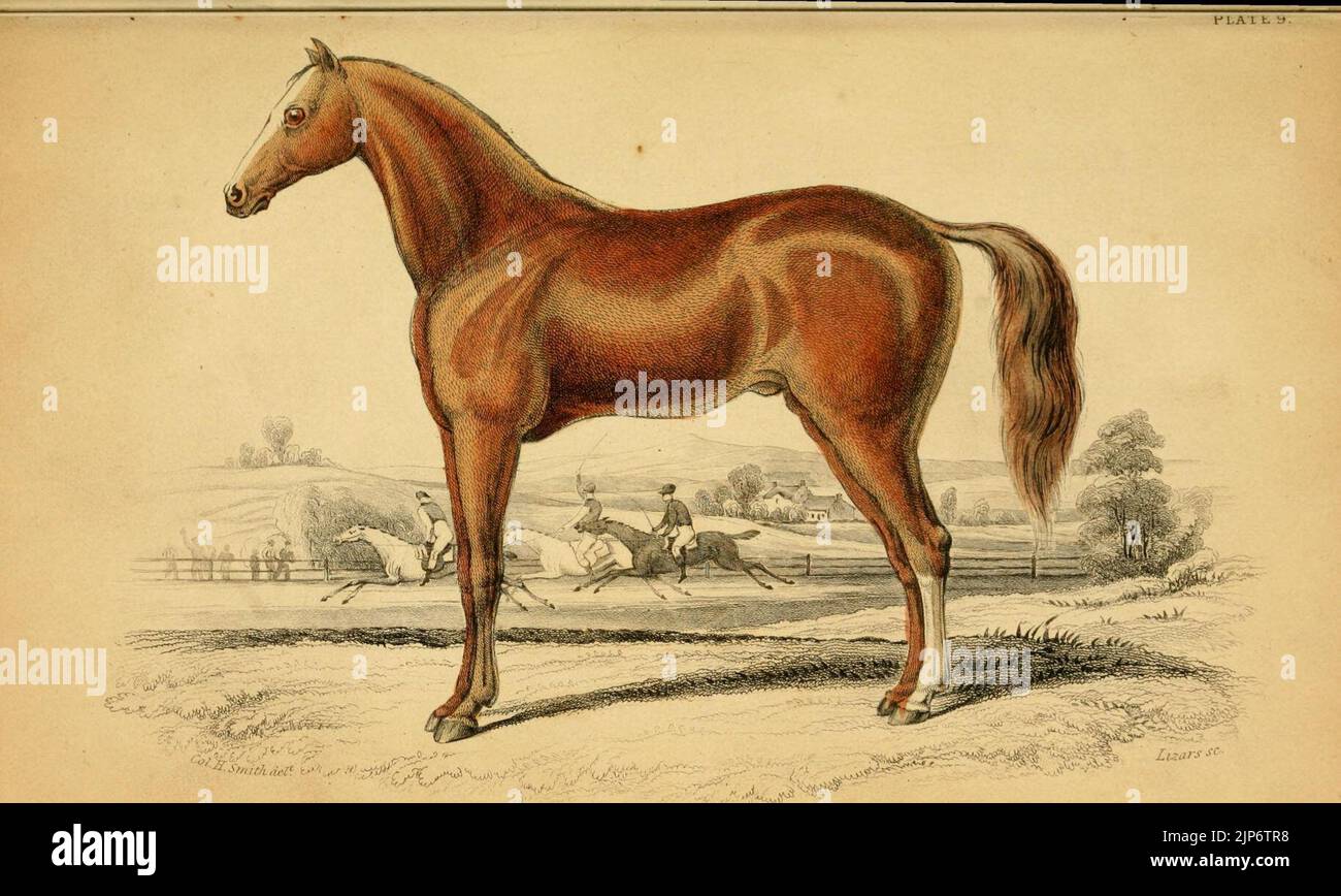 The natural history of horses (Plate IX Stock Photo - Alamy