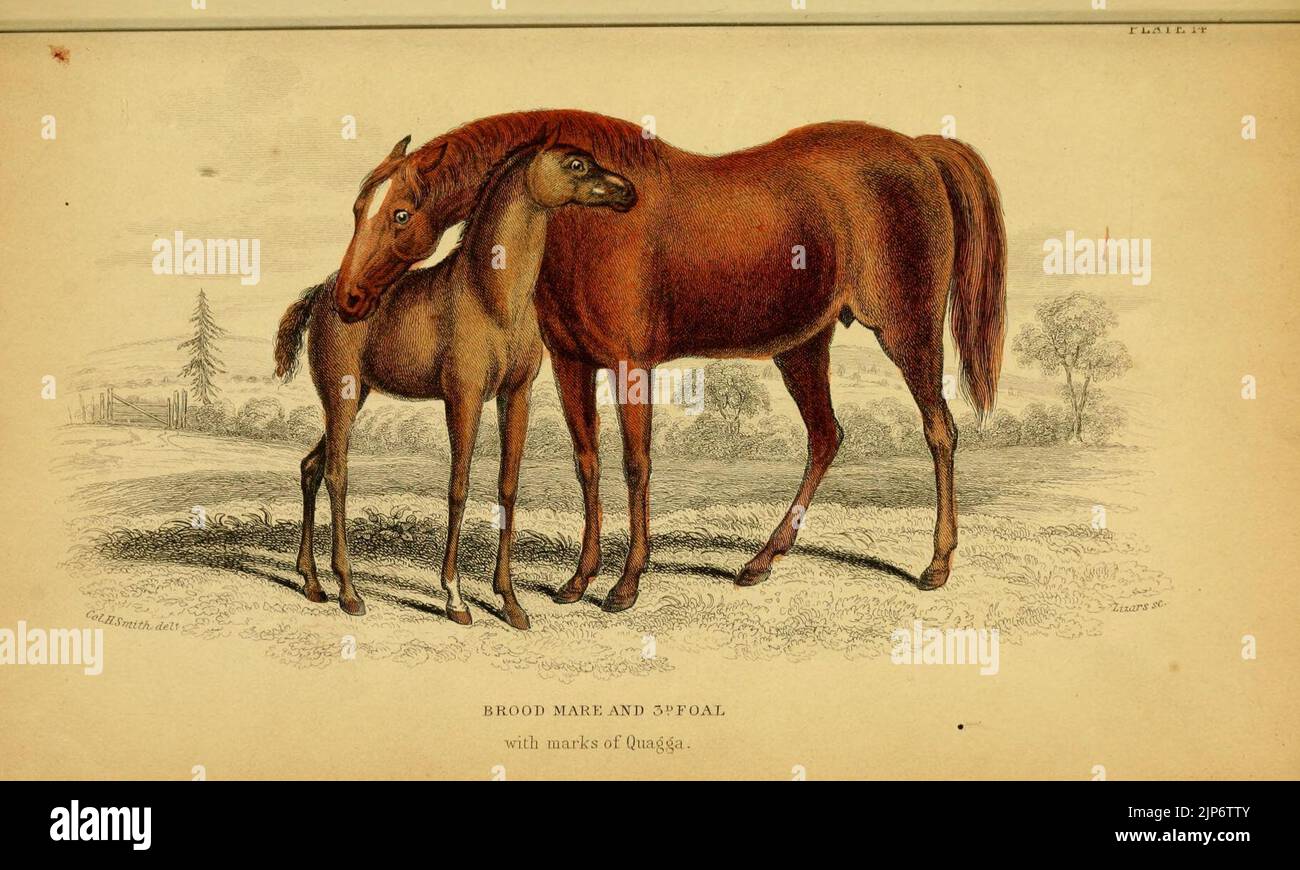 The natural history of horses (Plate XIX Stock Photo - Alamy