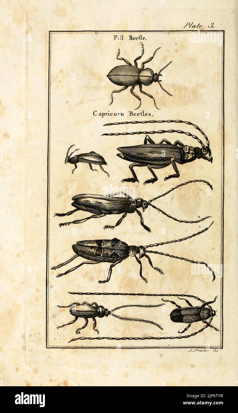 The natural history of insects (Plate 3) (6308903849 Stock Photo - Alamy