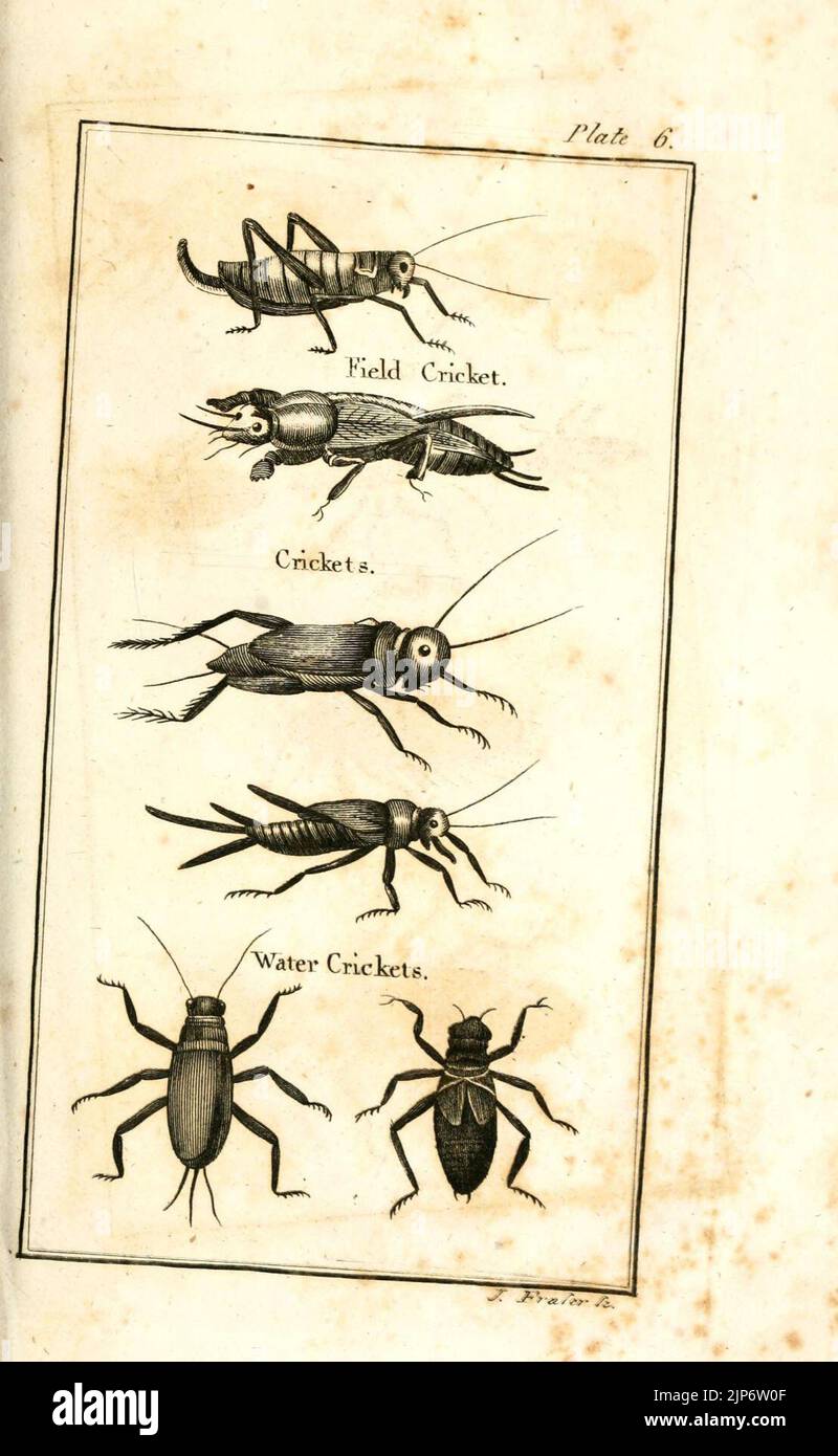 The natural history of insects (Plate 6) (6308904587 Stock Photo - Alamy
