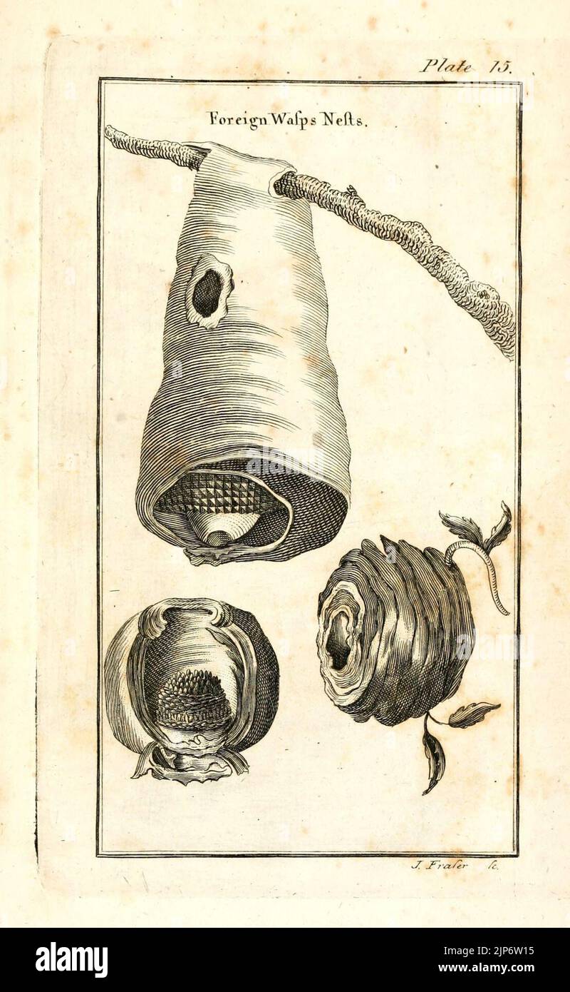 The natural history of insects (Plate 15) (6308906781 Stock Photo - Alamy