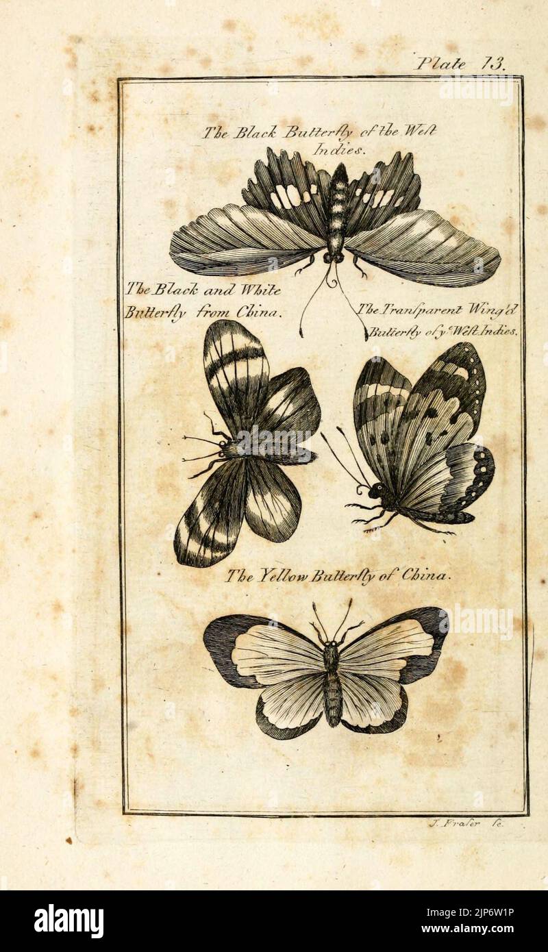 The natural history of insects (Plate 13) (6309426394 Stock Photo - Alamy