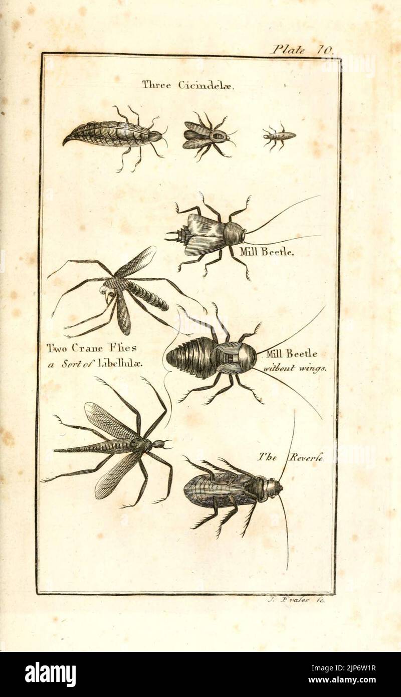 The natural history of insects (Plate 10) (6308905541 Stock Photo - Alamy
