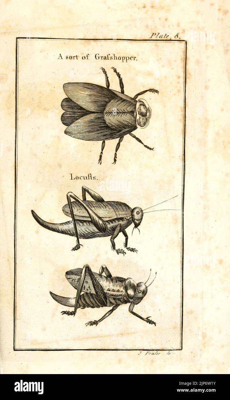 The natural history of insects (Plate 8) (6309425120 Stock Photo - Alamy