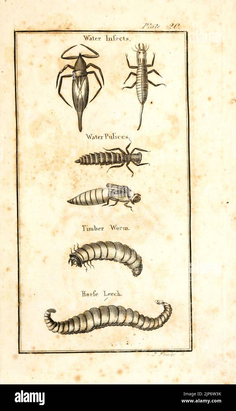 The natural history of insects (Plate 20) (6308907821 Stock Photo - Alamy