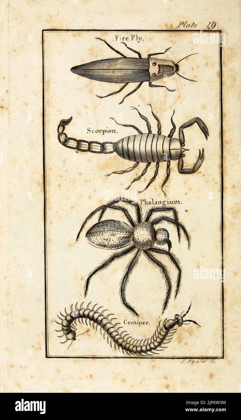 The natural history of insects (Plate 19) (6309427640 Stock Photo - Alamy