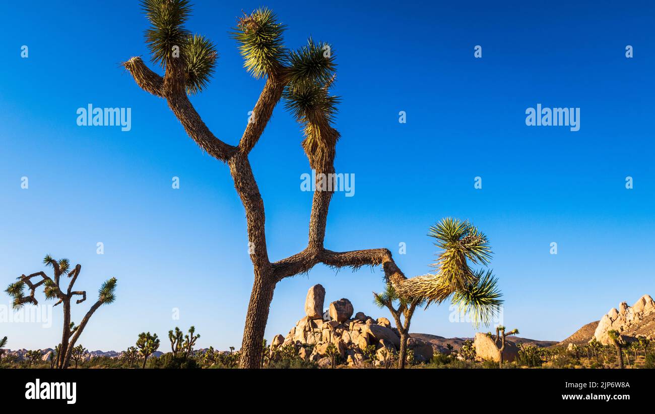 Joshua tree and Headstone Rock, Joshua Tree National Park, California ...