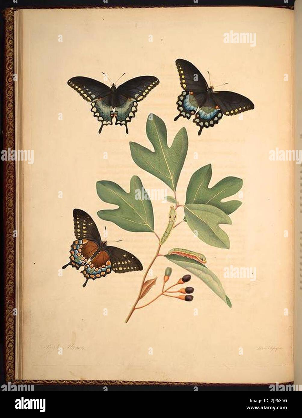 The natural history of the rarer lepidopterous insects of Georgia (Tab ...
