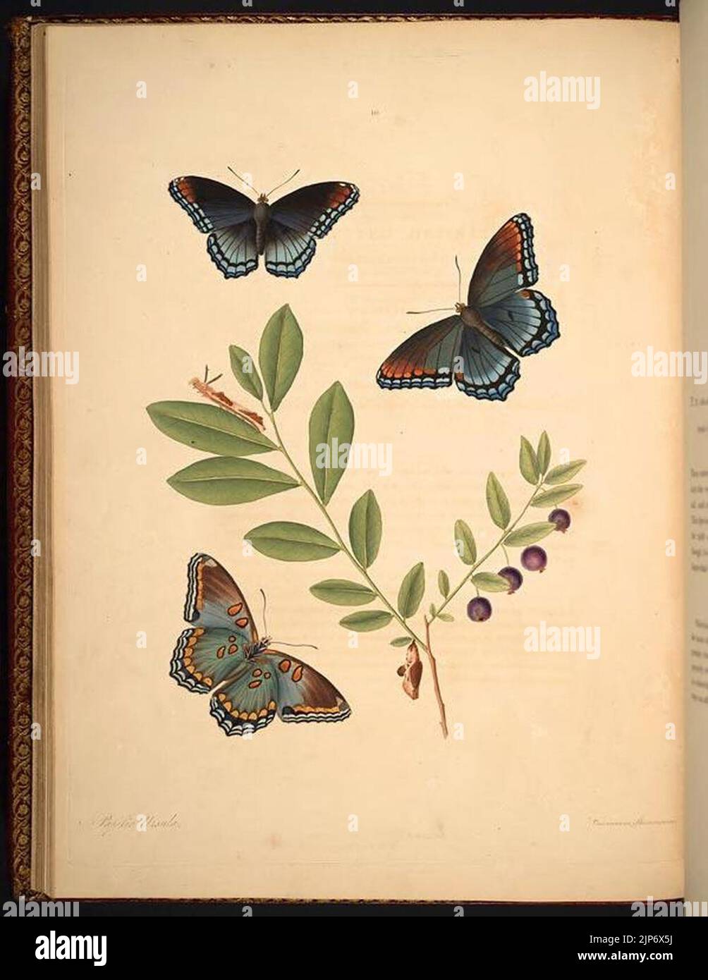 The natural history of the rarer lepidopterous insects of Georgia (Tab ...