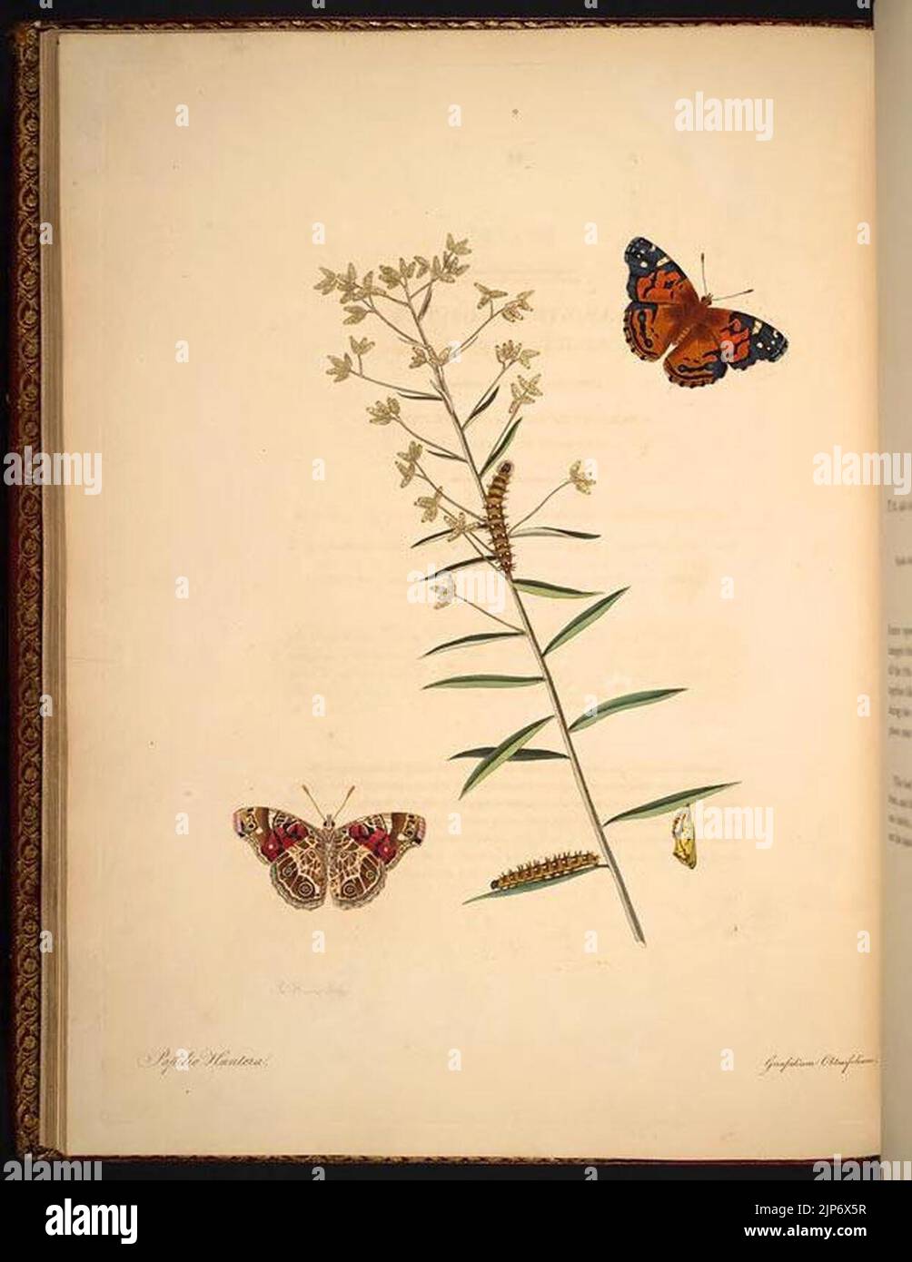 The natural history of the rarer lepidopterous insects of Georgia (Tab ...