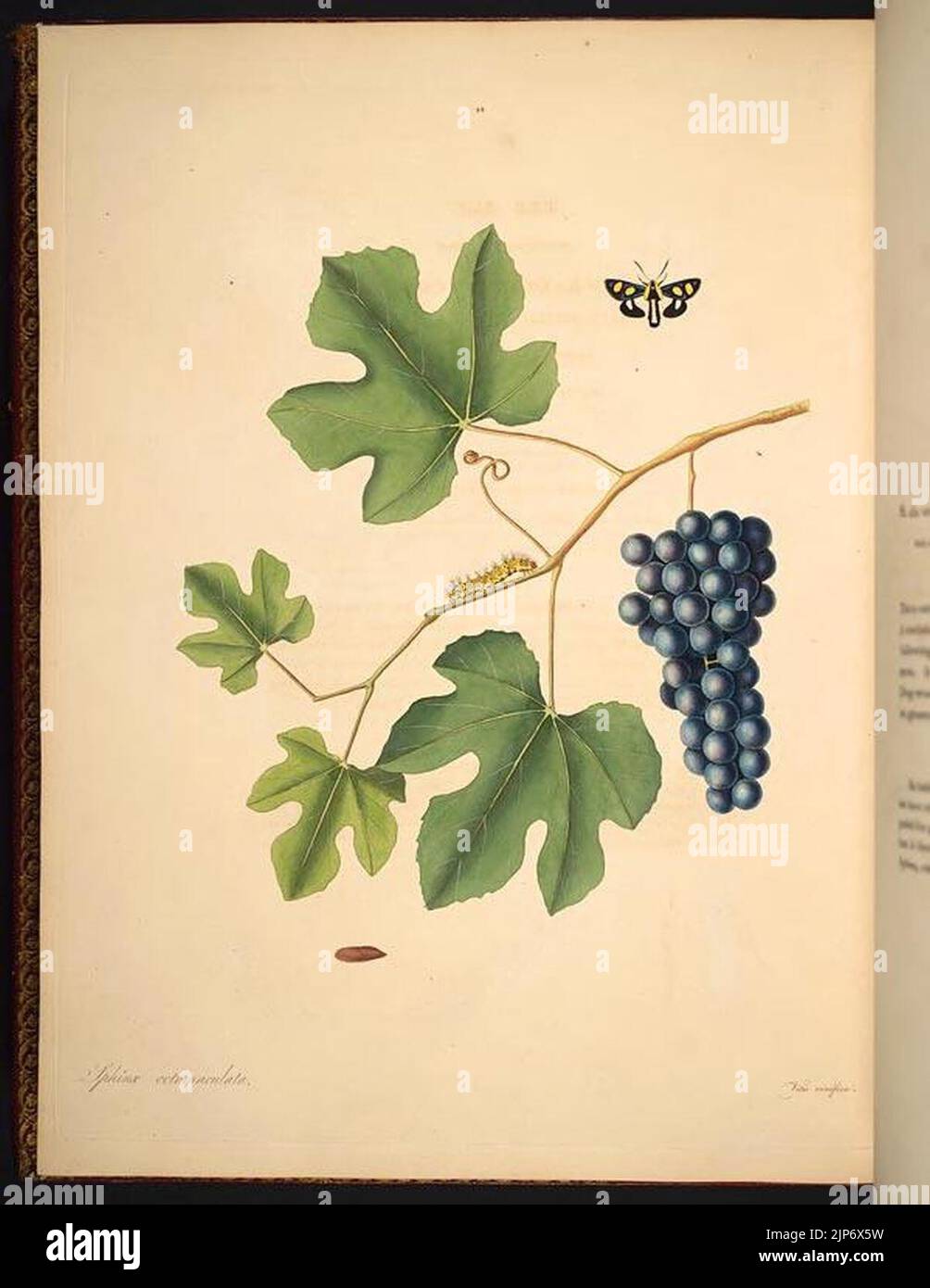 The natural history of the rarer lepidopterous insects of Georgia (Tab ...