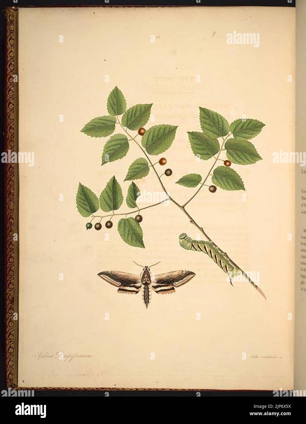 The natural history of the rarer lepidopterous insects of Georgia (Tab ...