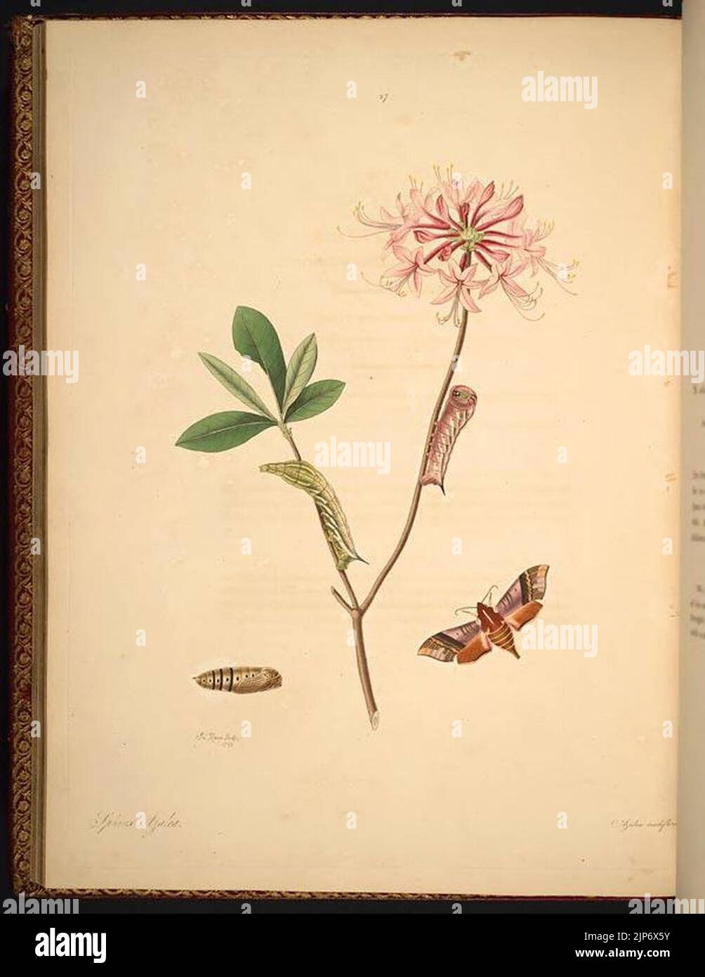 The natural history of the rarer lepidopterous insects of Georgia (Tab ...