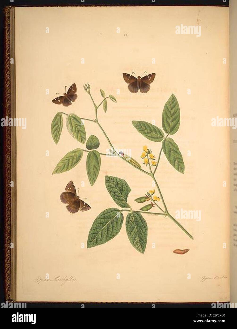 The natural history of the rarer lepidopterous insects of Georgia (Tab ...