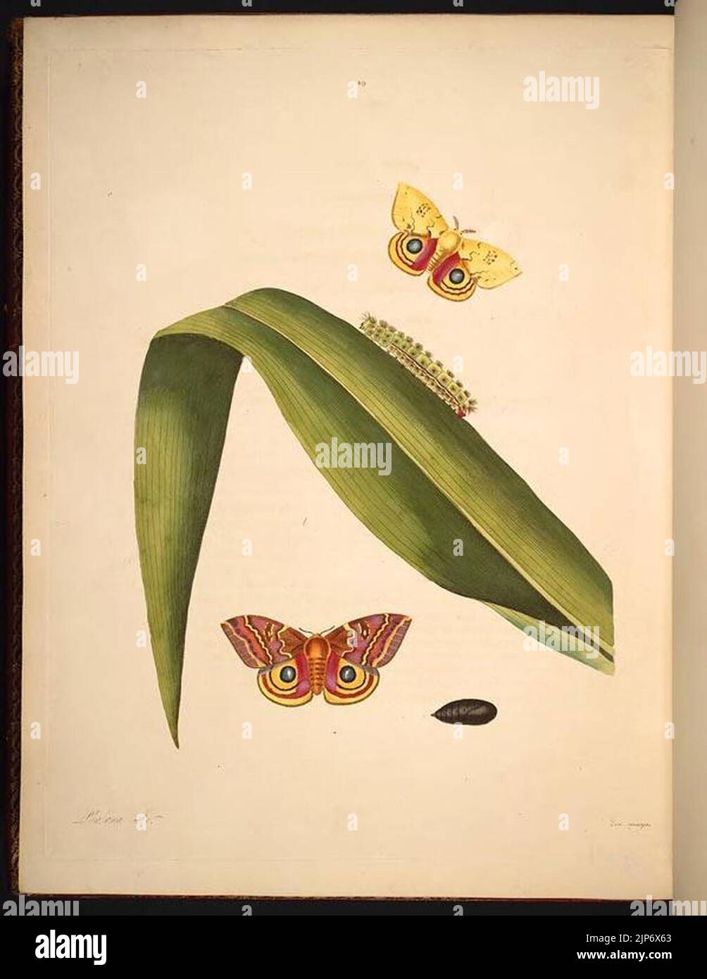The natural history of the rarer lepidopterous insects of Georgia (Tab ...