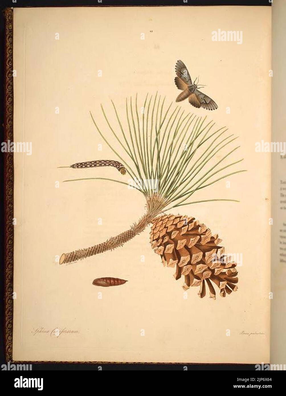 The natural history of the rarer lepidopterous insects of Georgia (Tab ...