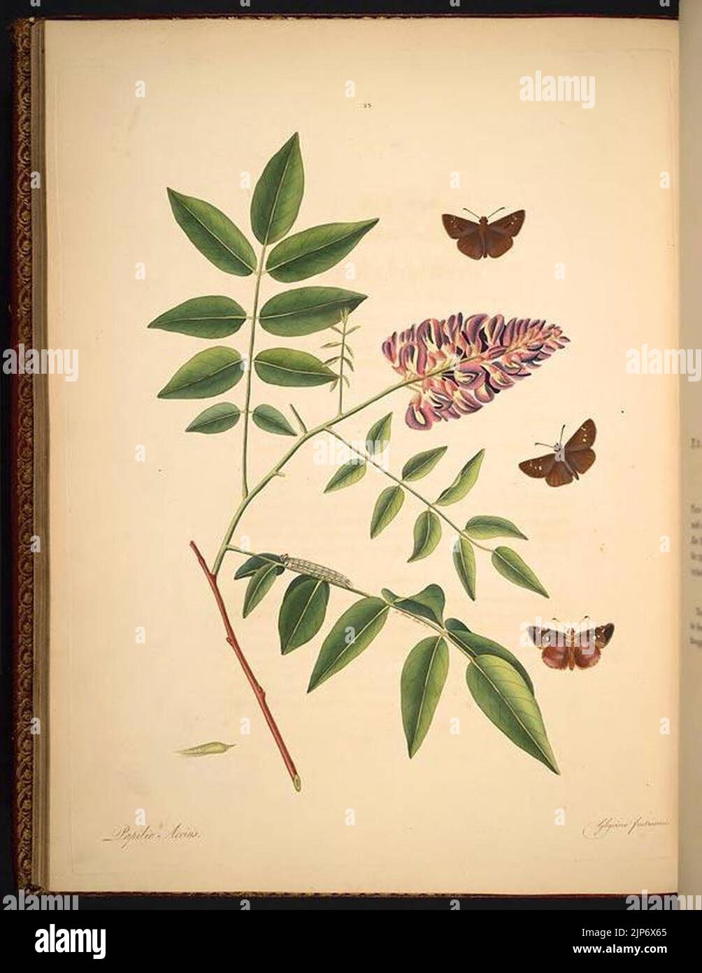 The natural history of the rarer lepidopterous insects of Georgia (Tab ...