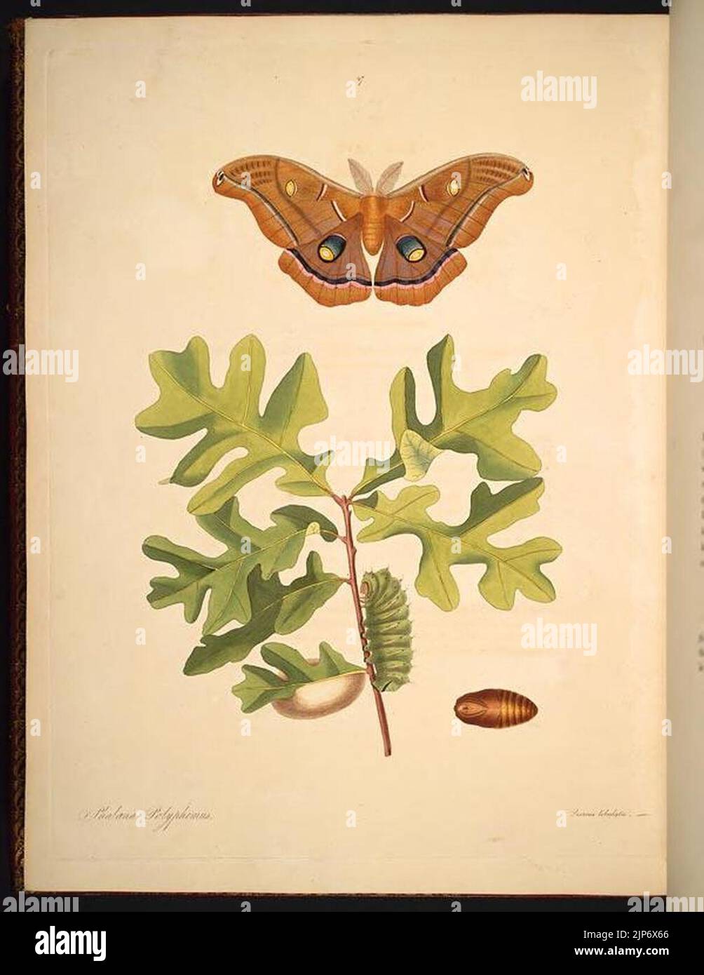 The natural history of the rarer lepidopterous insects of Georgia (Tab ...