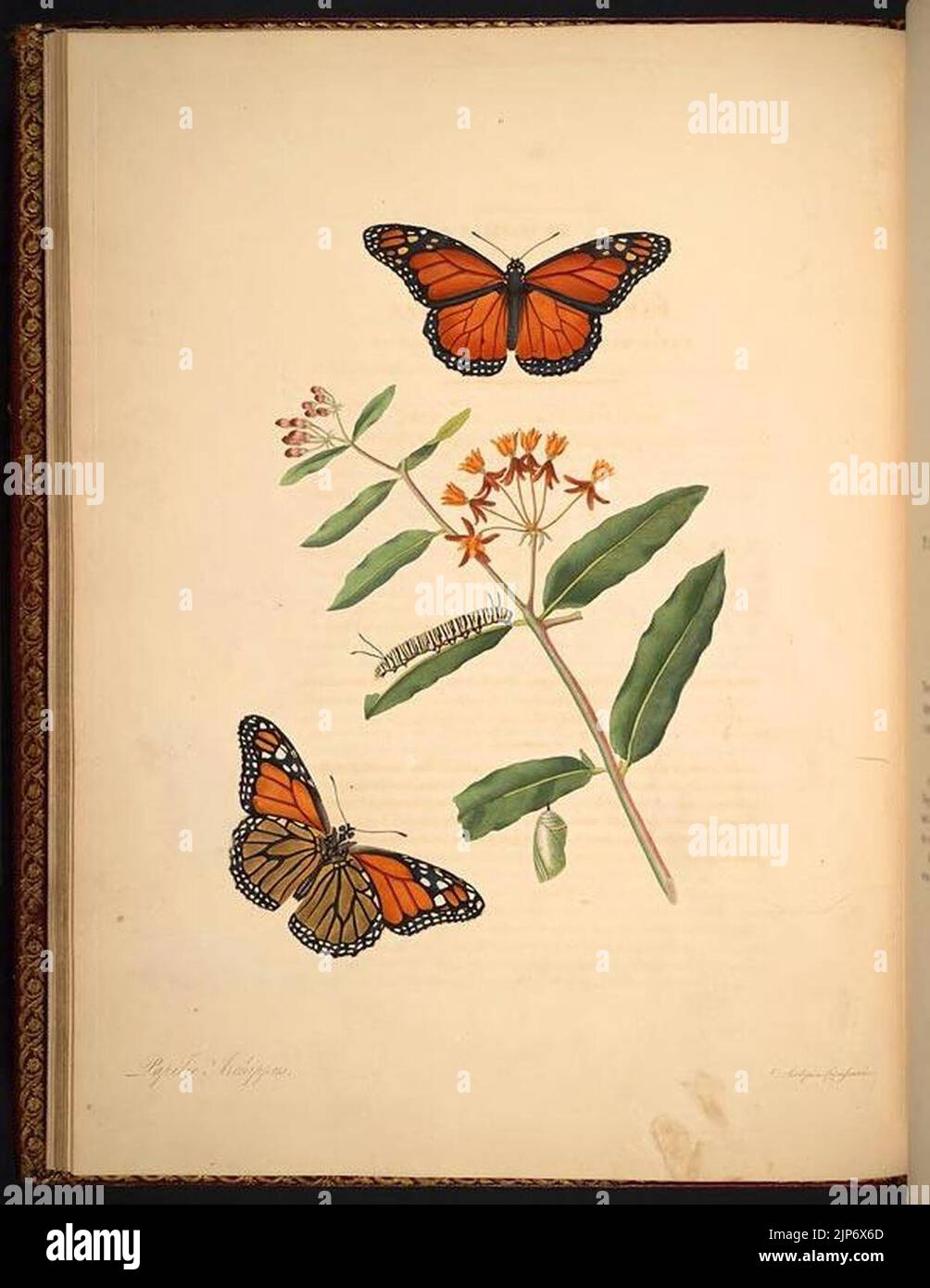 The natural history of the rarer lepidopterous insects of Georgia (Tab ...