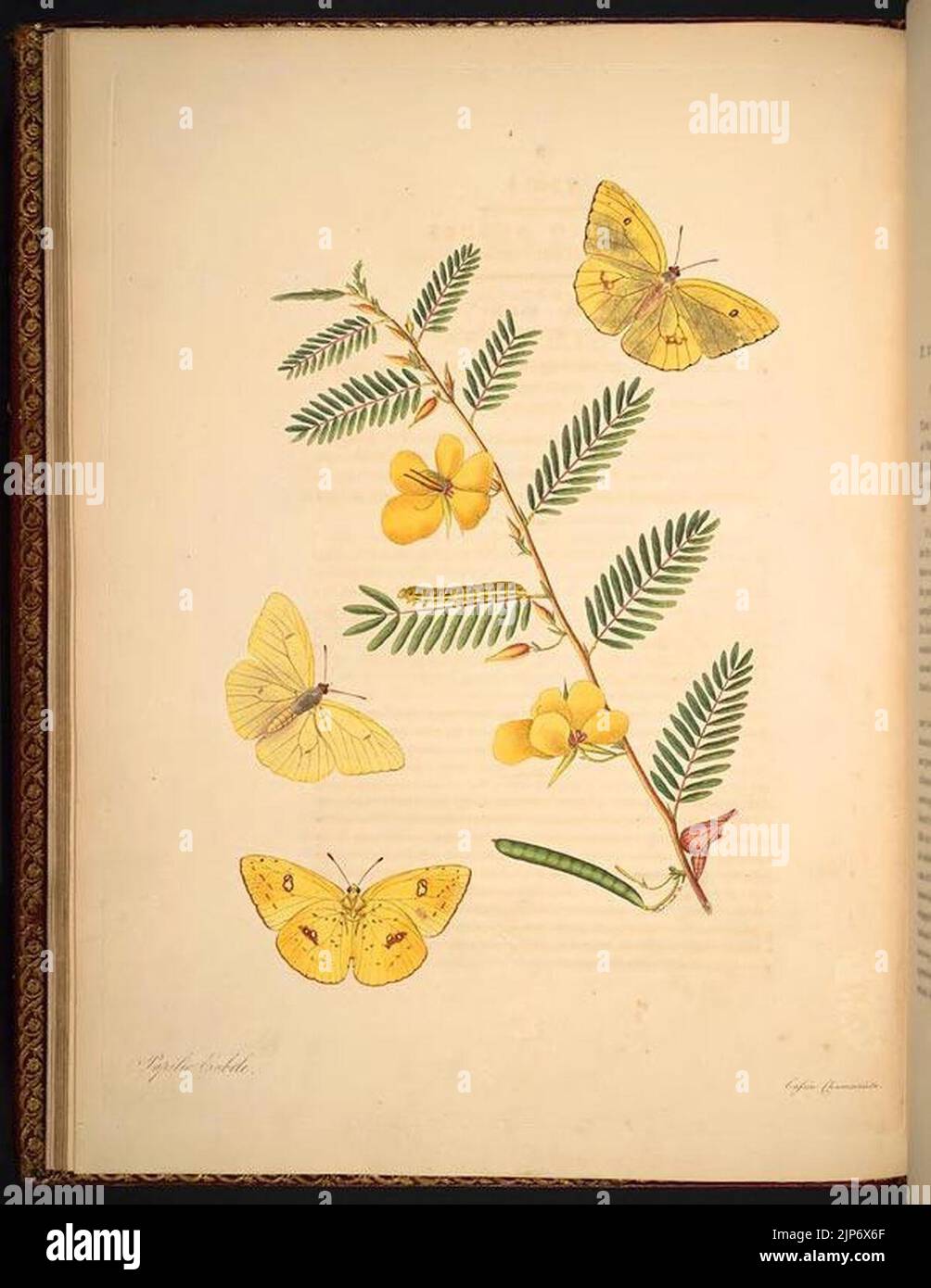 The natural history of the rarer lepidopterous insects of Georgia (Tab ...