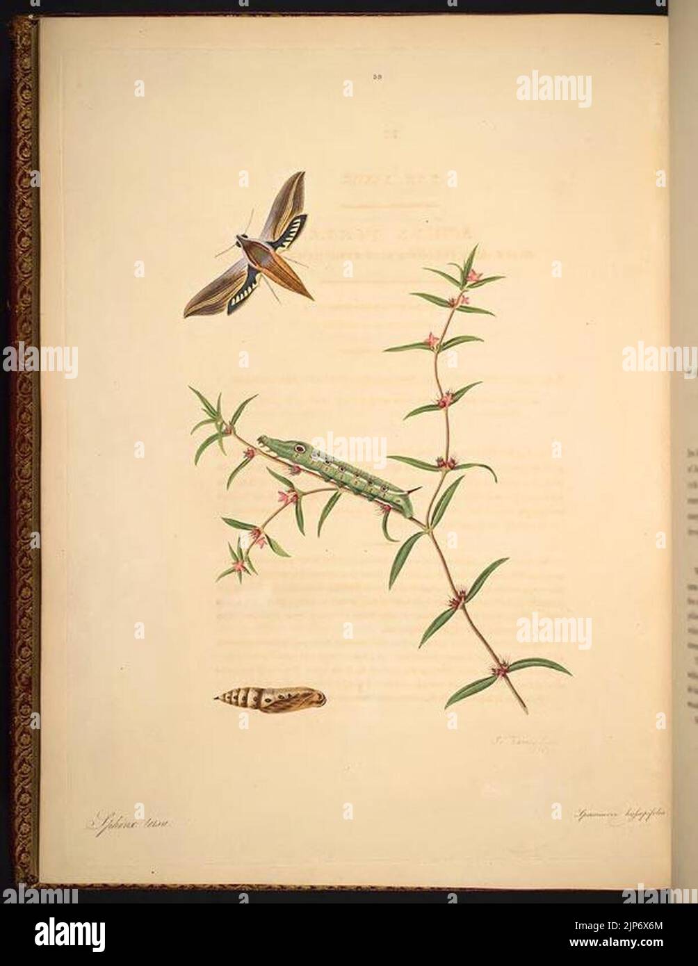 The natural history of the rarer lepidopterous insects of Georgia (Tab ...