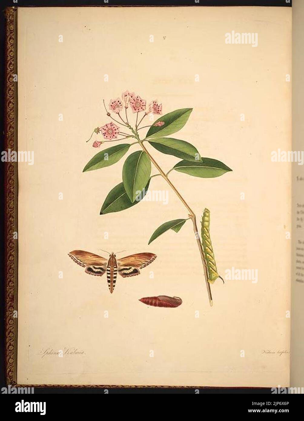 The natural history of the rarer lepidopterous insects of Georgia (Tab ...