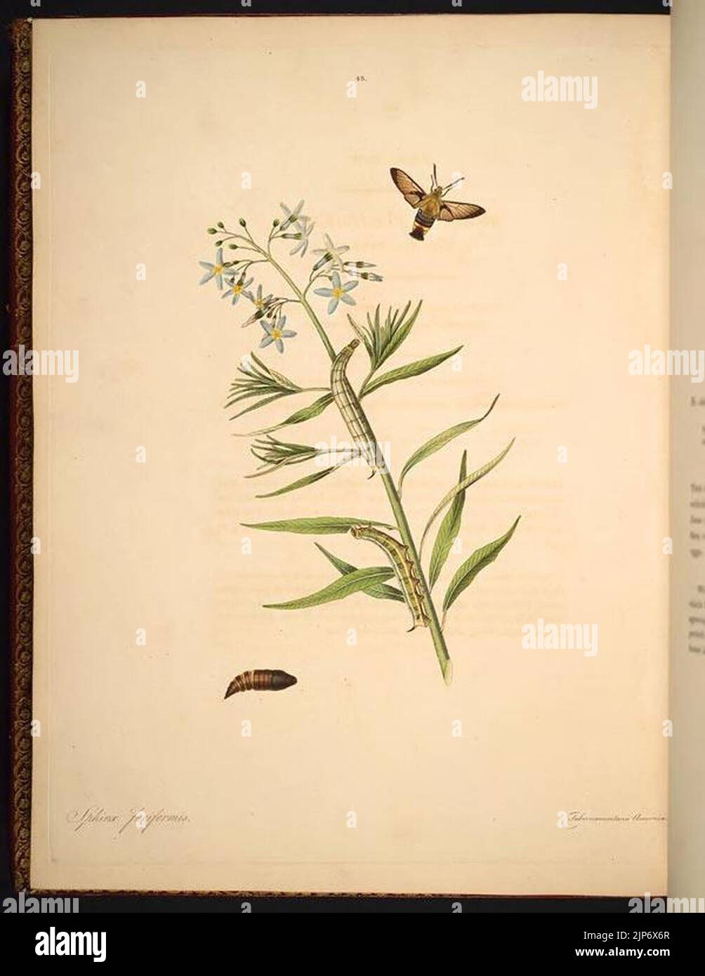 The natural history of the rarer lepidopterous insects of Georgia (Tab ...