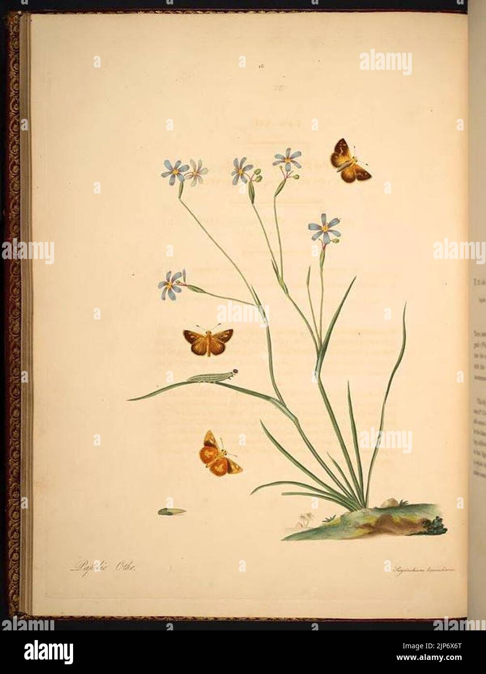 The natural history of the rarer lepidopterous insects of Georgia (Tab ...