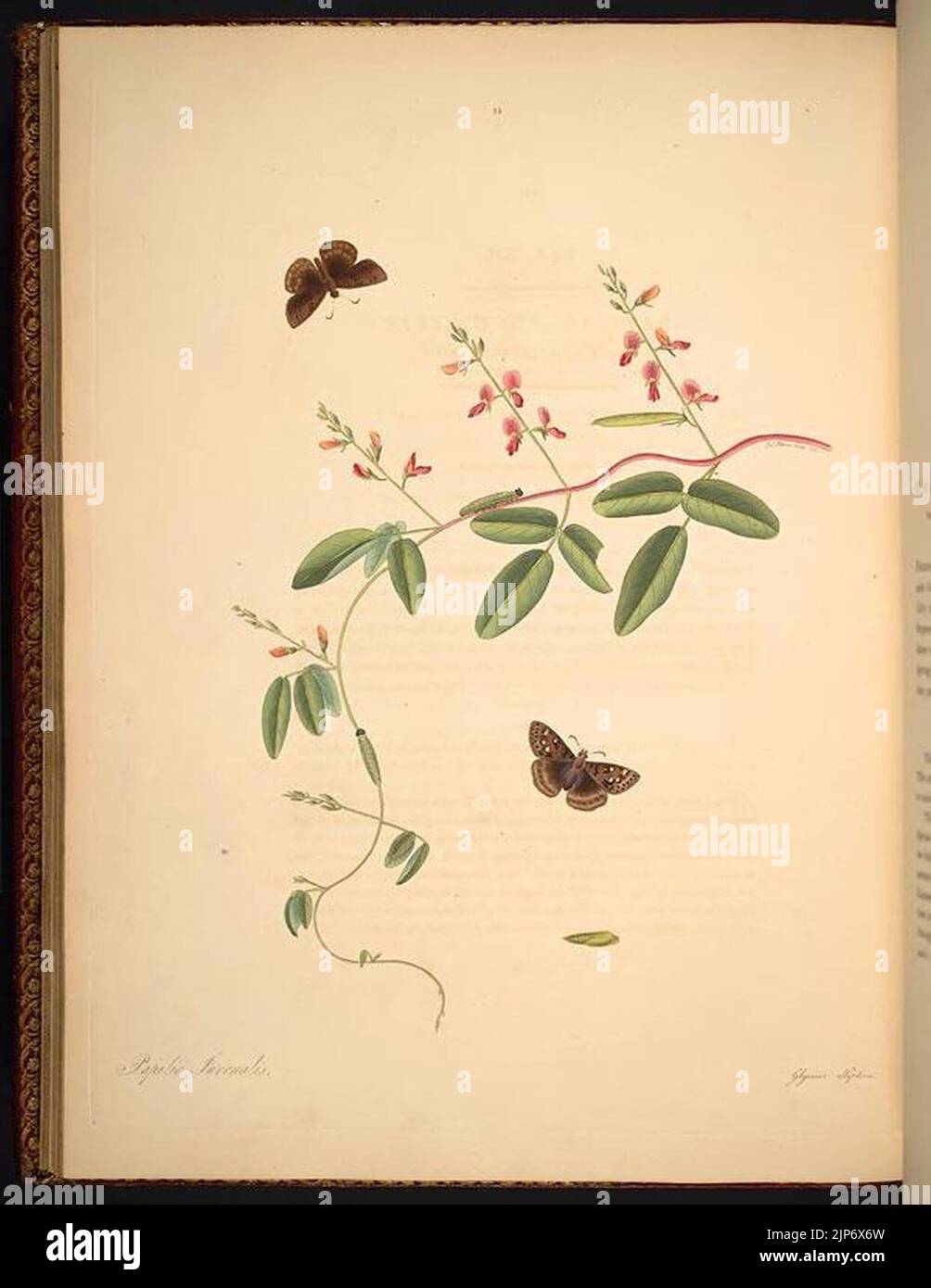 The natural history of the rarer lepidopterous insects of Georgia (Tab ...