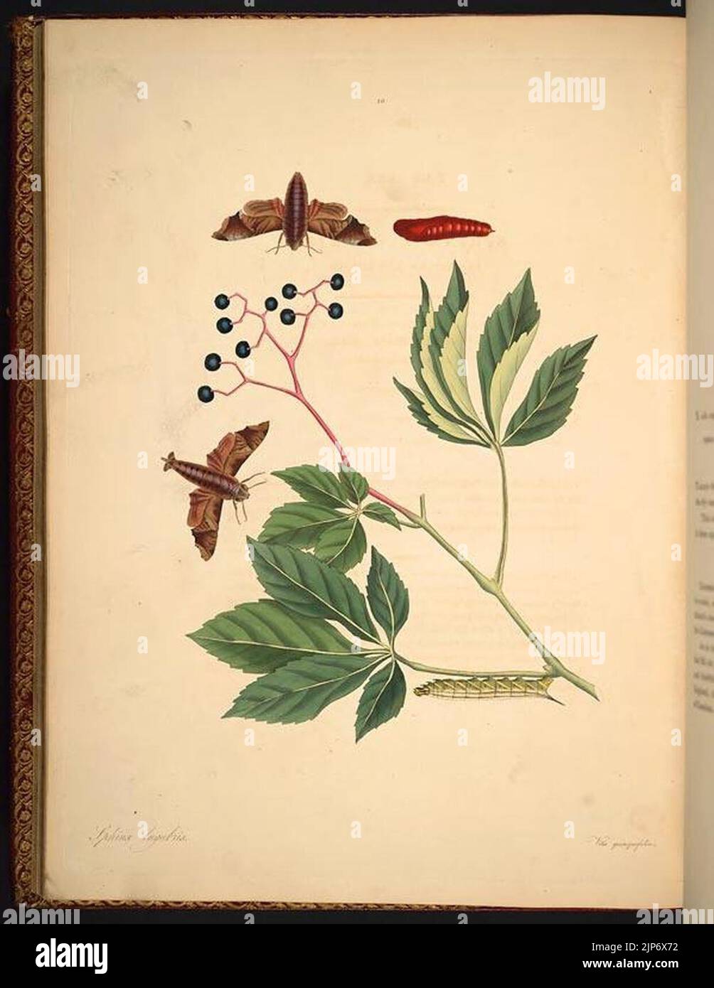 The natural history of the rarer lepidopterous insects of Georgia (Tab ...