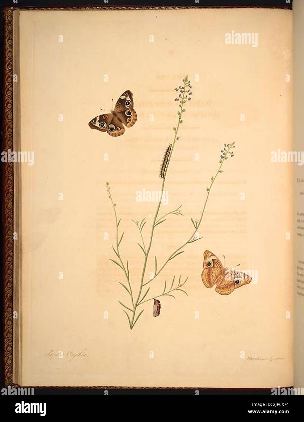 The natural history of the rarer lepidopterous insects of Georgia (Tab ...