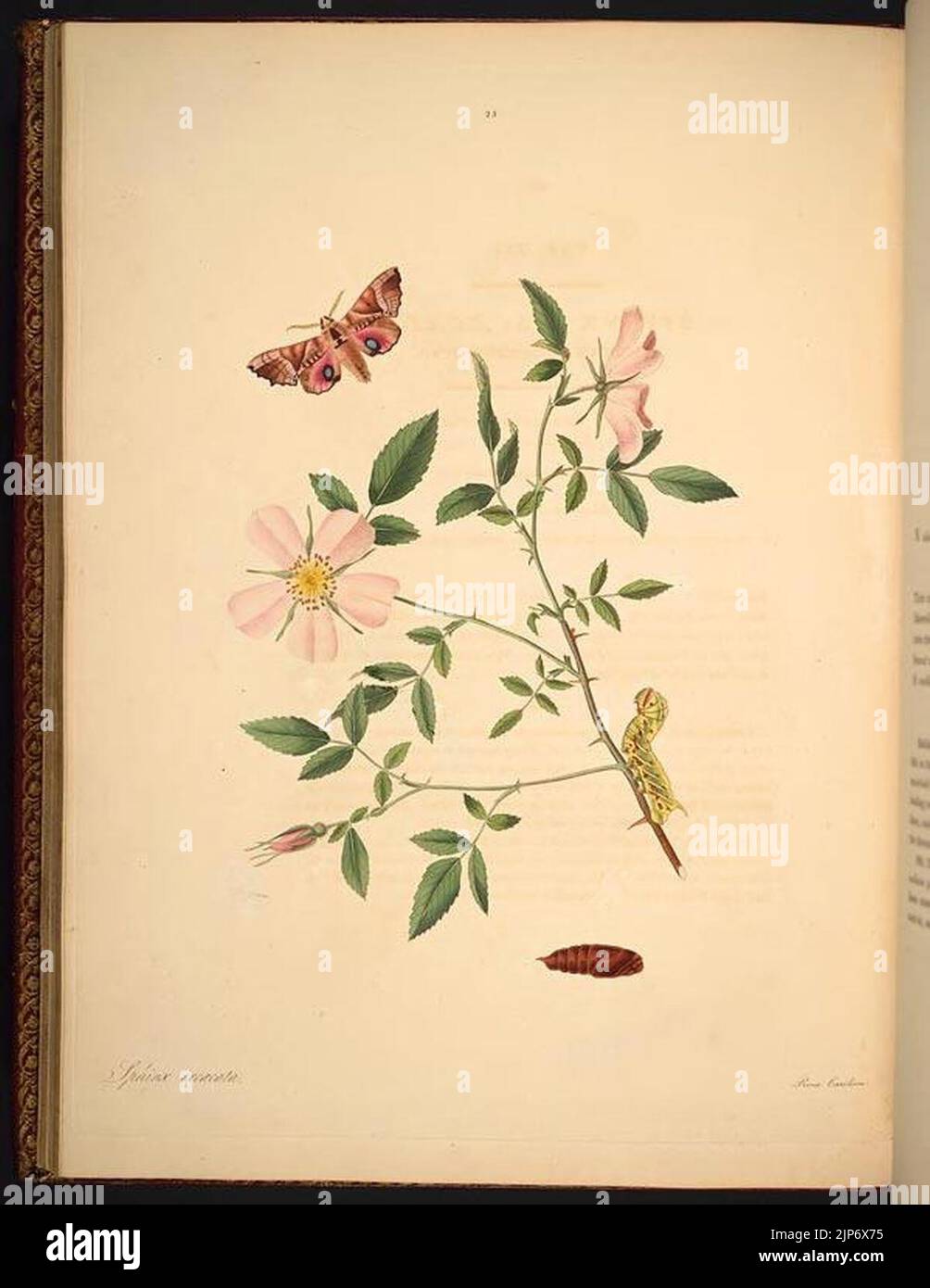 The natural history of the rarer lepidopterous insects of Georgia (Tab ...