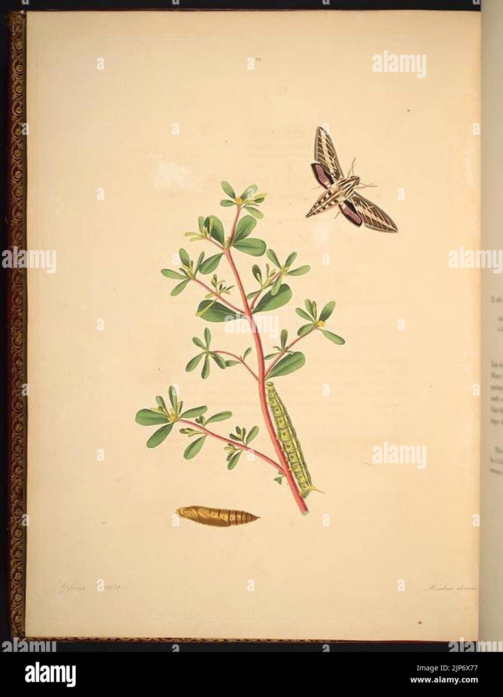 The natural history of the rarer lepidopterous insects of Georgia (Tab ...