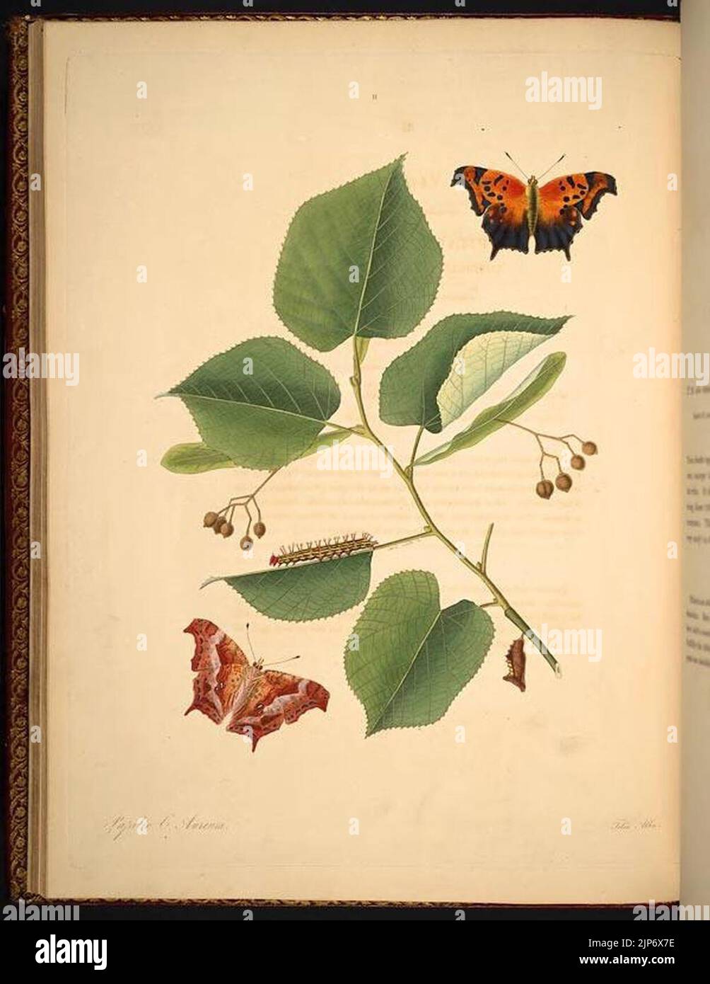 The natural history of the rarer lepidopterous insects of Georgia (Tab ...