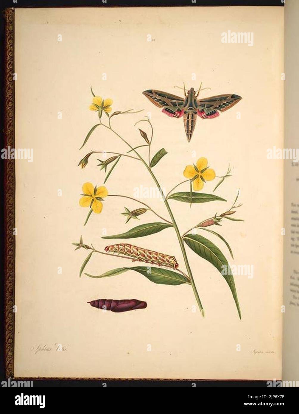 The natural history of the rarer lepidopterous insects of Georgia (Tab ...