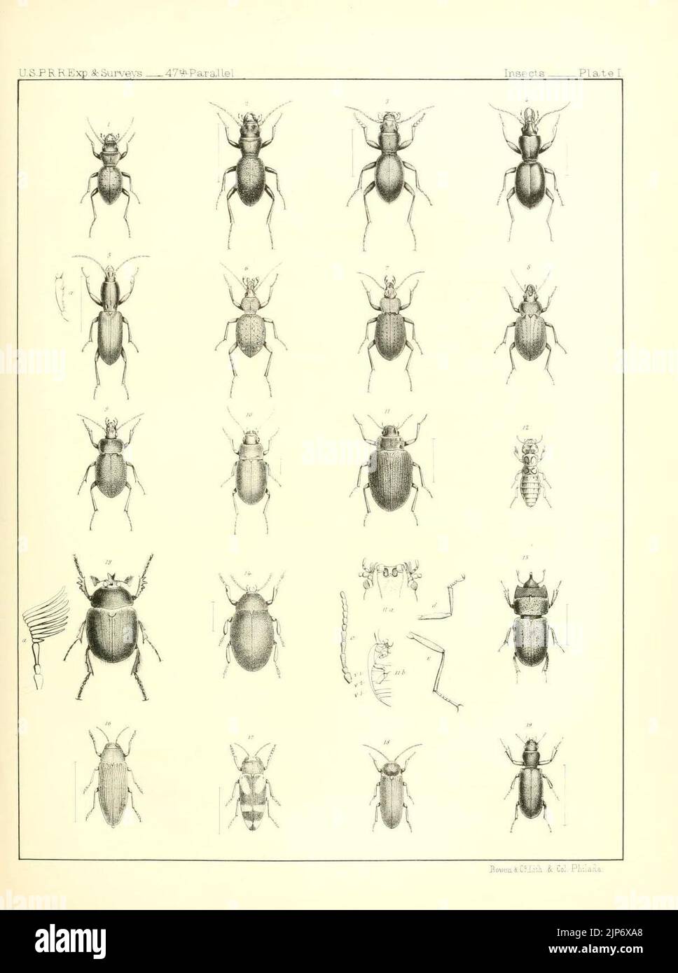 The natural history of Washington territory (Insects-Plate I ...